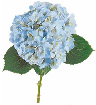 Plant Preview: nantucket Blue Hydrangea easy how to dry hydrangeas ...