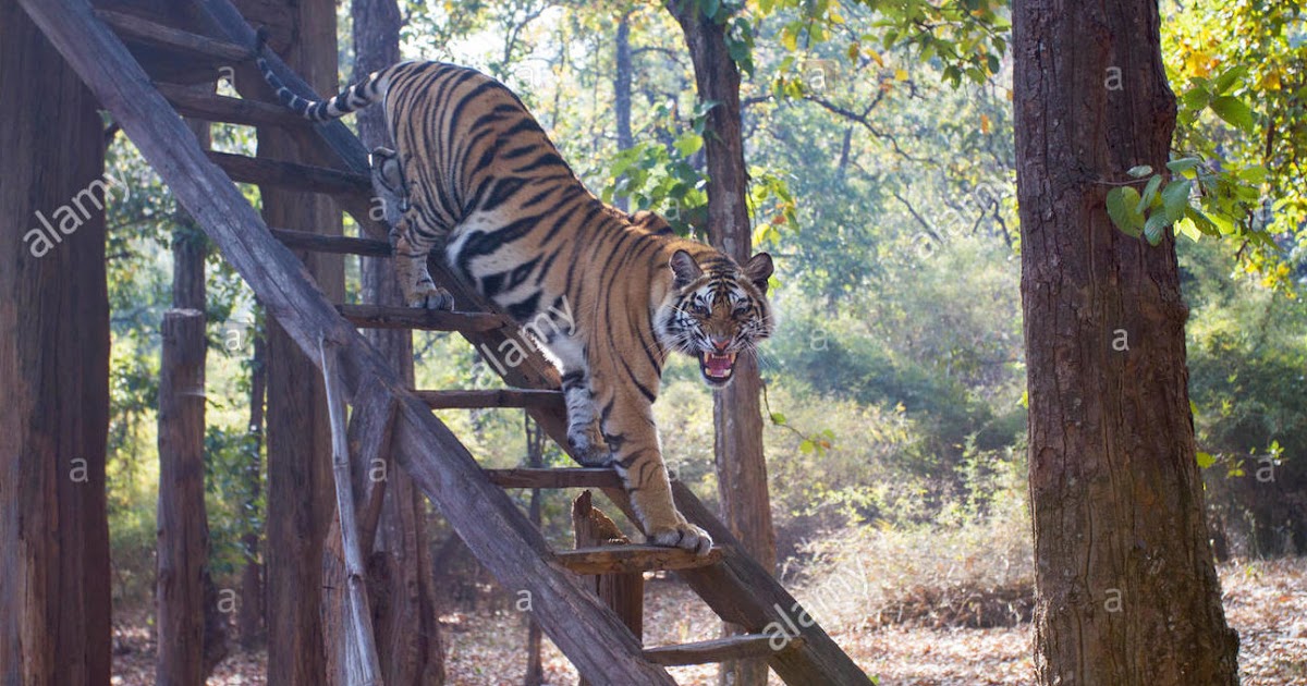 Go Farther Sports: The Descending Ladders Workout