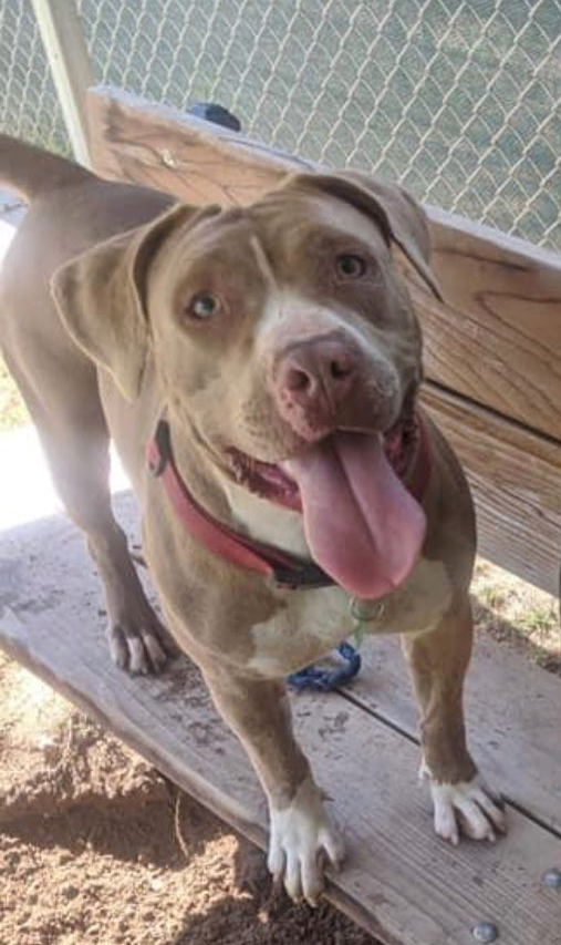 Fresno Bully Rescue: It’s All Relative