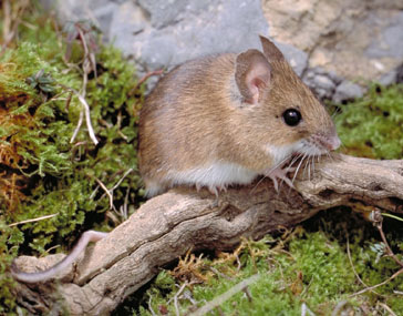 Cuentos de la vida: LA ARDILLA, EL RATÓN Y EL MOCHUELO