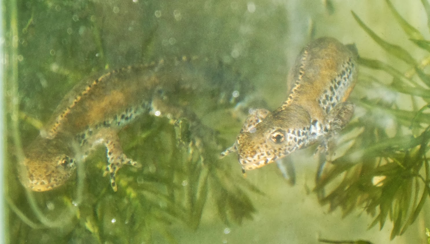 Reptiles Amphibians & Fish: NORTH ITALIAN ALPINE NEWT - ICHTYOSAURA ...