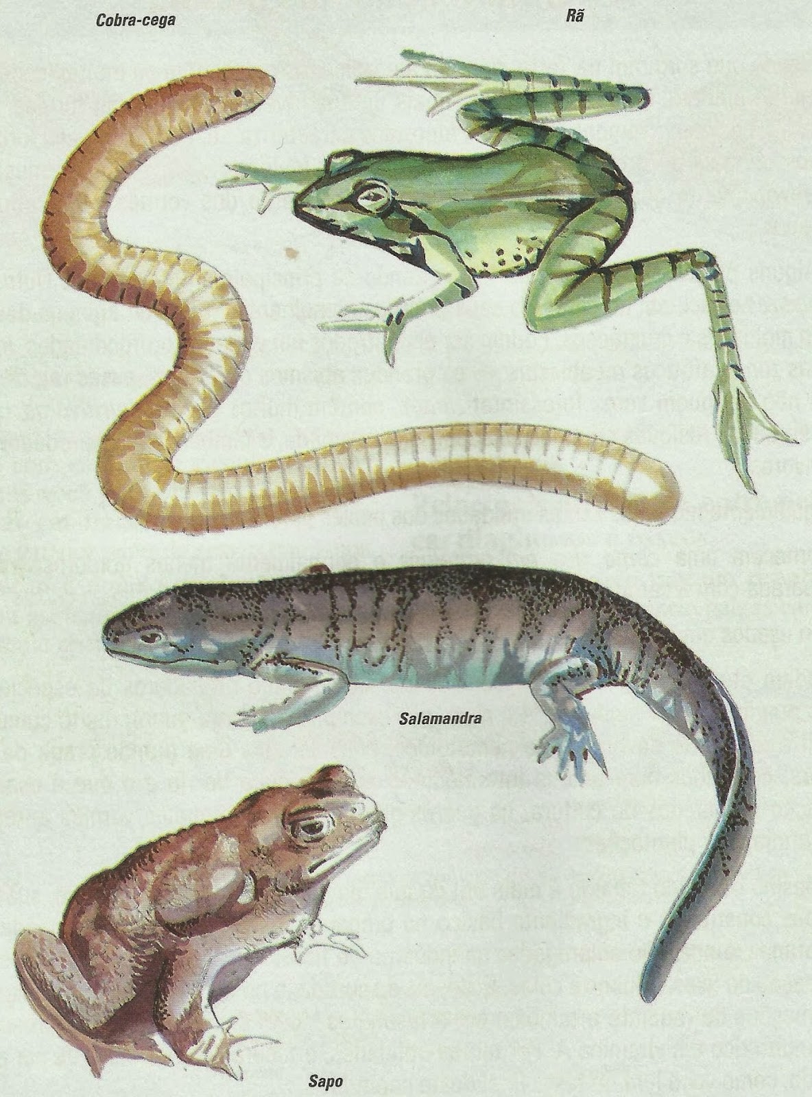 Segundo Ano Biologia: Anfíbios