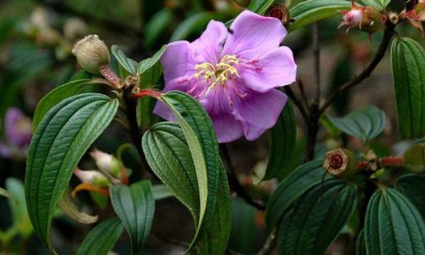 Harimonting, Buah Sotul, Sanduduk, Andaleat Buah Khas Tanah Batak ...
