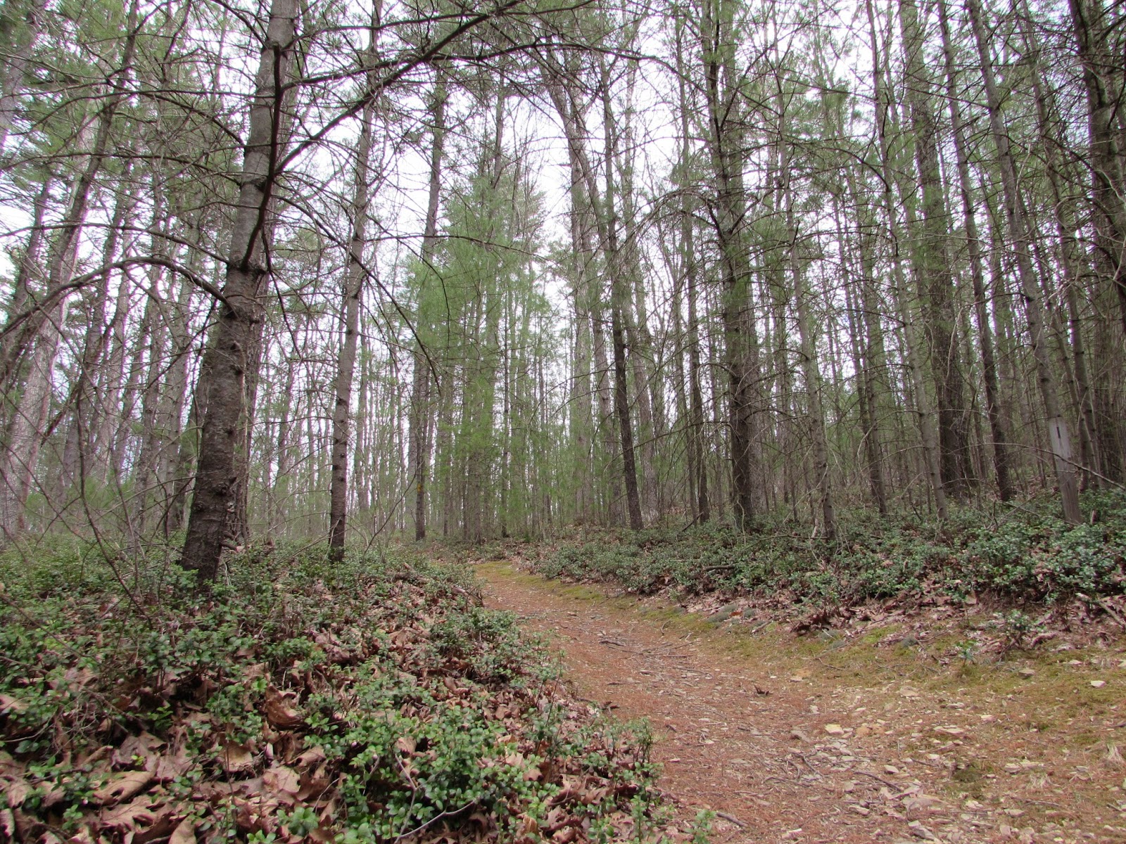 One of the World's Oldest Organisms: Hoverter & Sholl Box Huckleberry ...