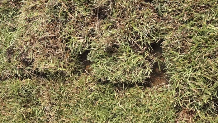 GoGardenNow - The Gardening Blog: A bad job of laying sod.