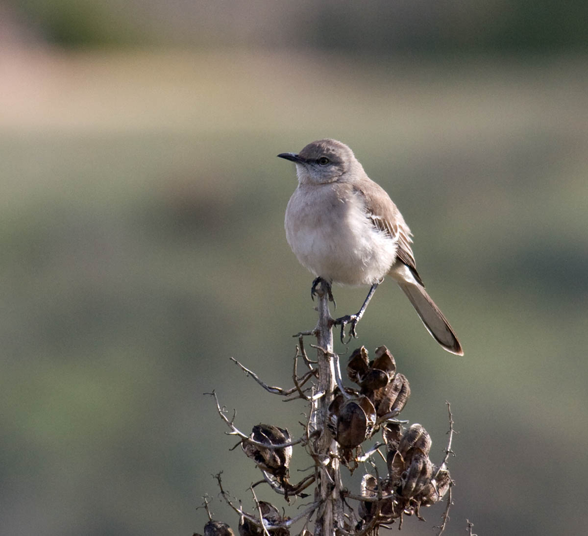 Northern Mockingbird backgrounds - Greg in San Diego
