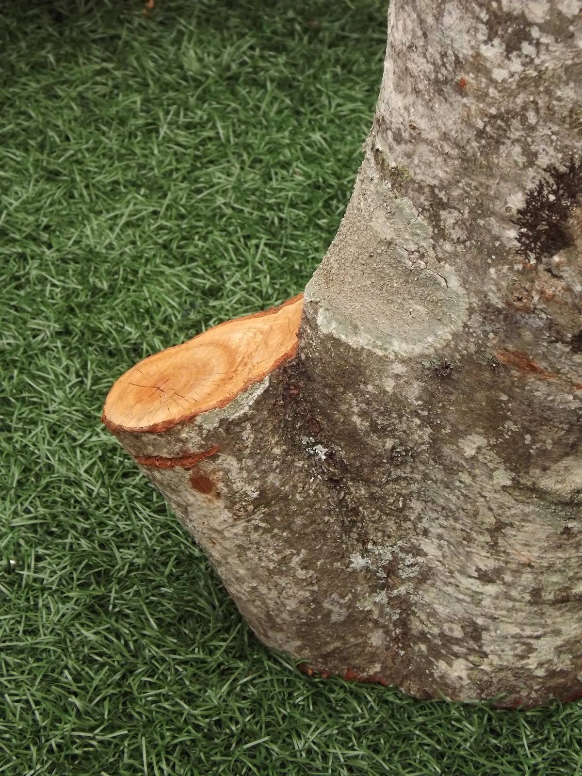 Un vergel en la ciudad: El tronco de árbol...