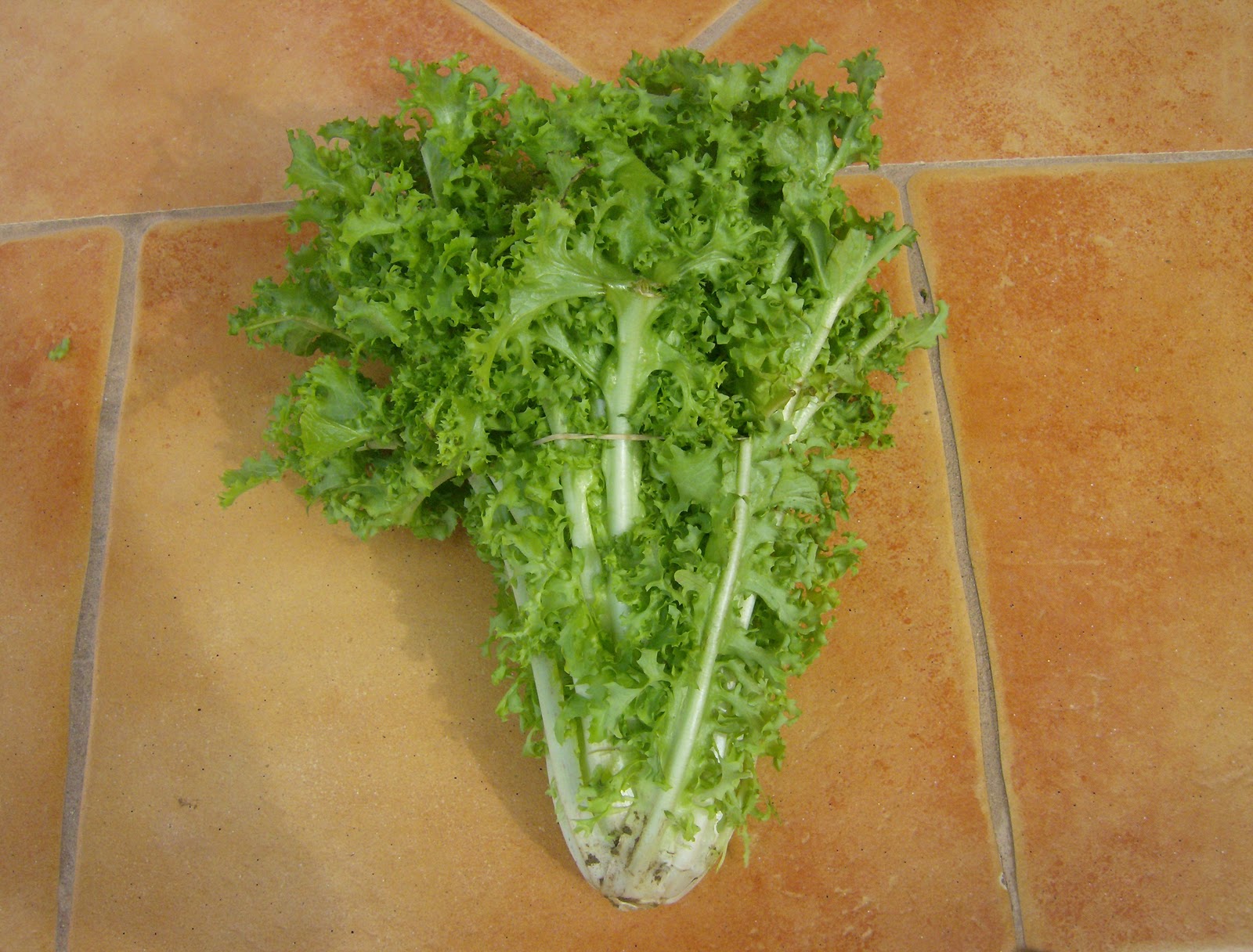 El huerto del Lopez: LA ESCAROLA