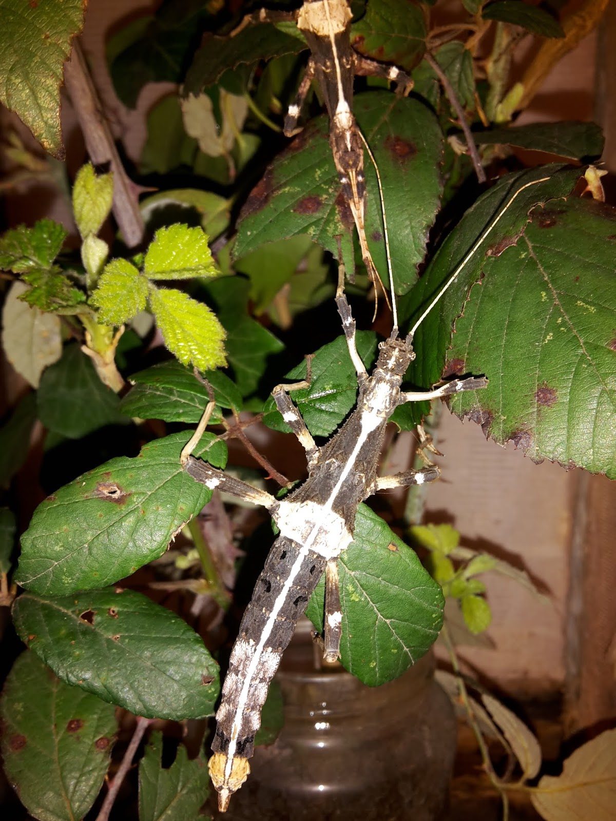 INSECT PLANET: Fasmidi - INSETTI STECCO, INSETTI FOGLIA (stick & leaf ...