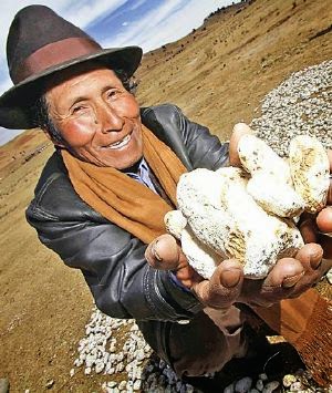 Chuño, un regalo de los Andes para el mundo occidental | AGRONOMIA