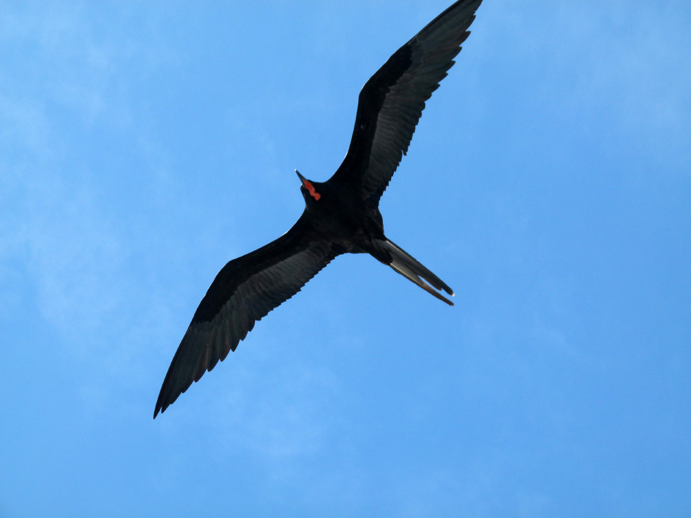 Life, Birding, Photos and Everything: Frigatebird or Pirate?