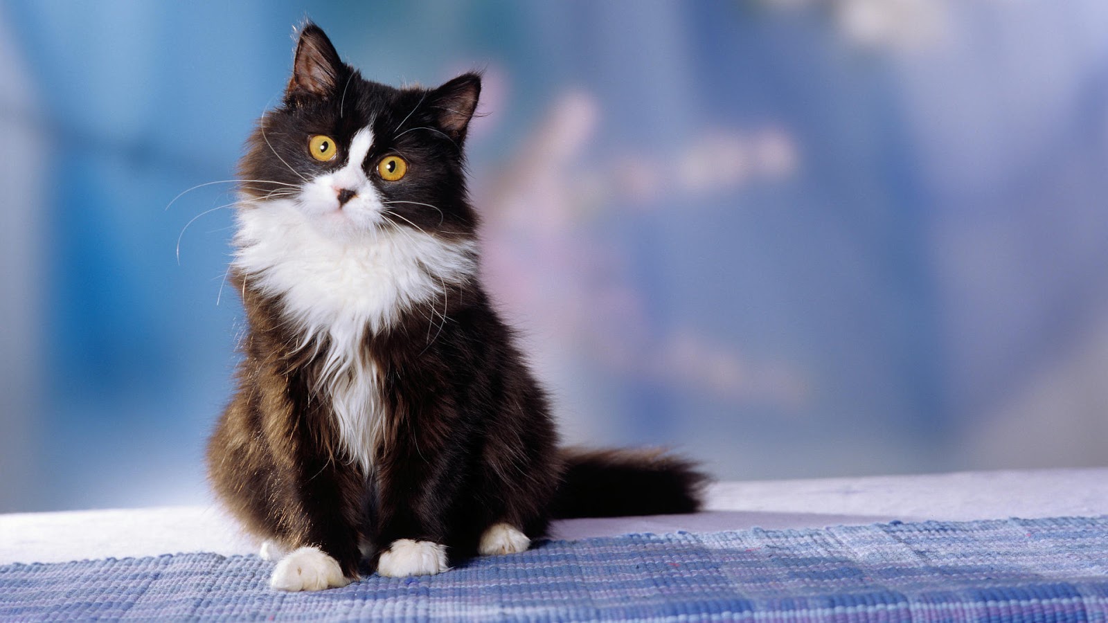 Magnifique chat Fond d'écran HD - Fonds d'écran HD