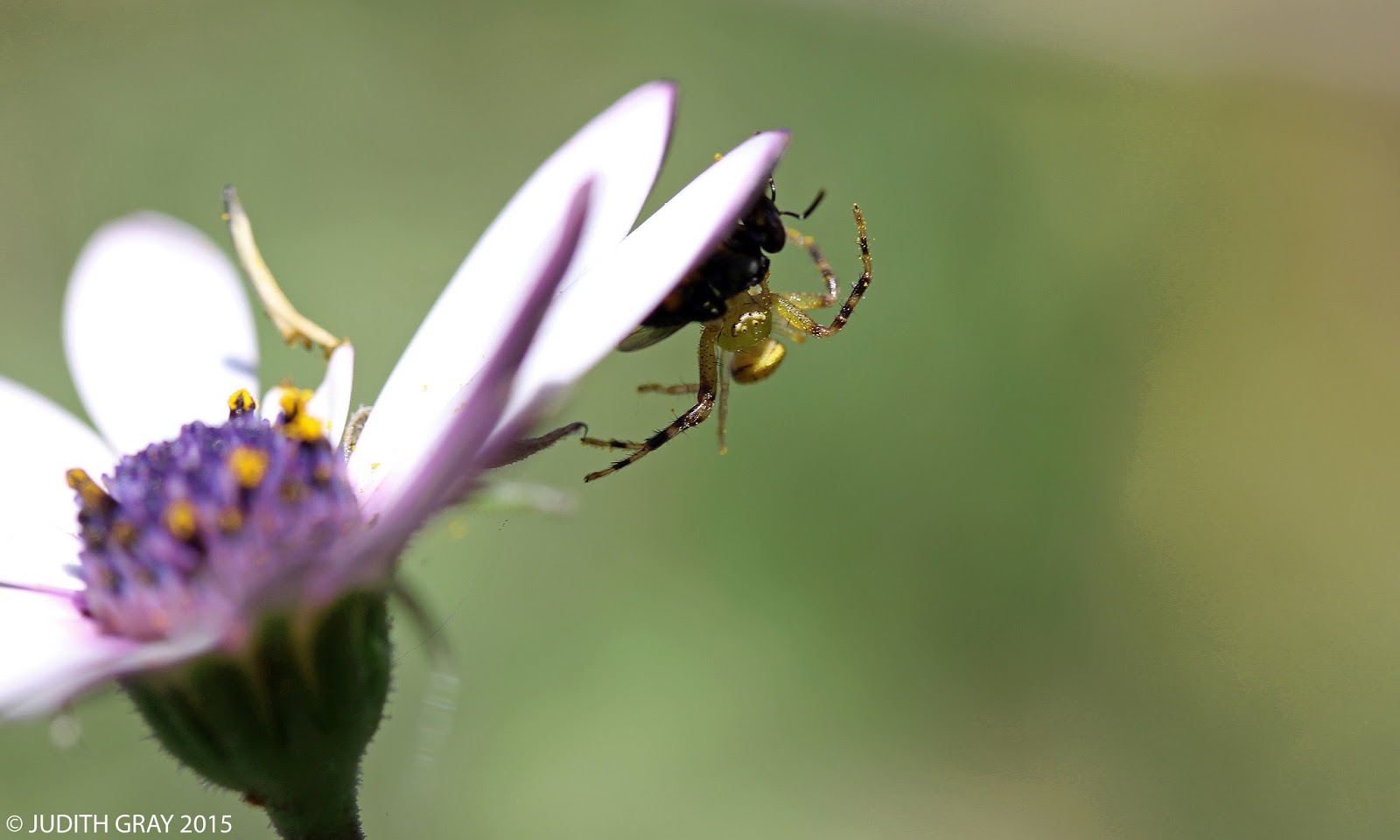 Flower Spider Catches Stingless Bee in Macro