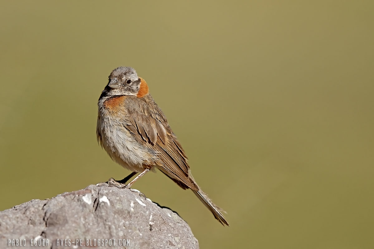 mis fotos de aves: Zonotrichia capensis Chingolo Rufous-collared Sparrow