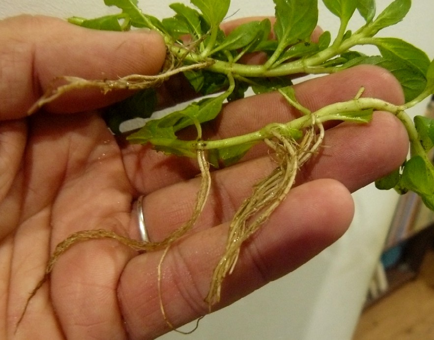 Outras Comidas: Cultivar Poejos