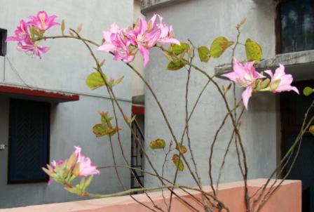 BAGVANI TIPS FOR GARDENING: ‘Kachnar’ – The Indian Orchid Tree