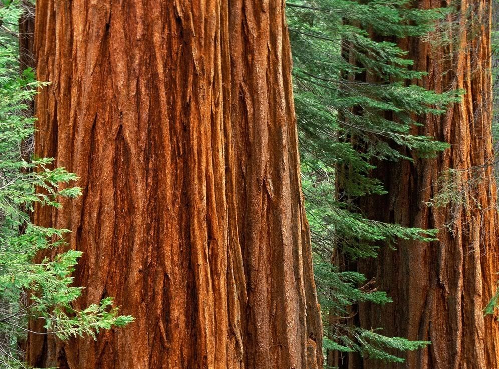 Trees Planet: Sequoiadendron giganteum – Big Tree – Mammoth Tree