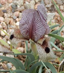 World of Irises: Classifying Aril and Arilbred Irises