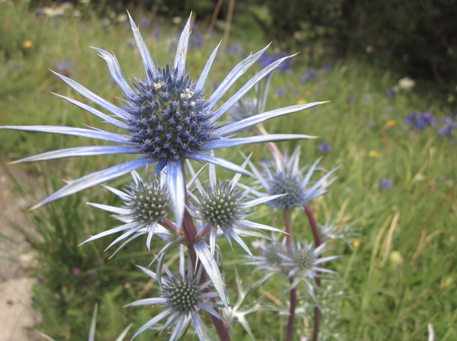 Flor de temporada: Cardo azul de montaña