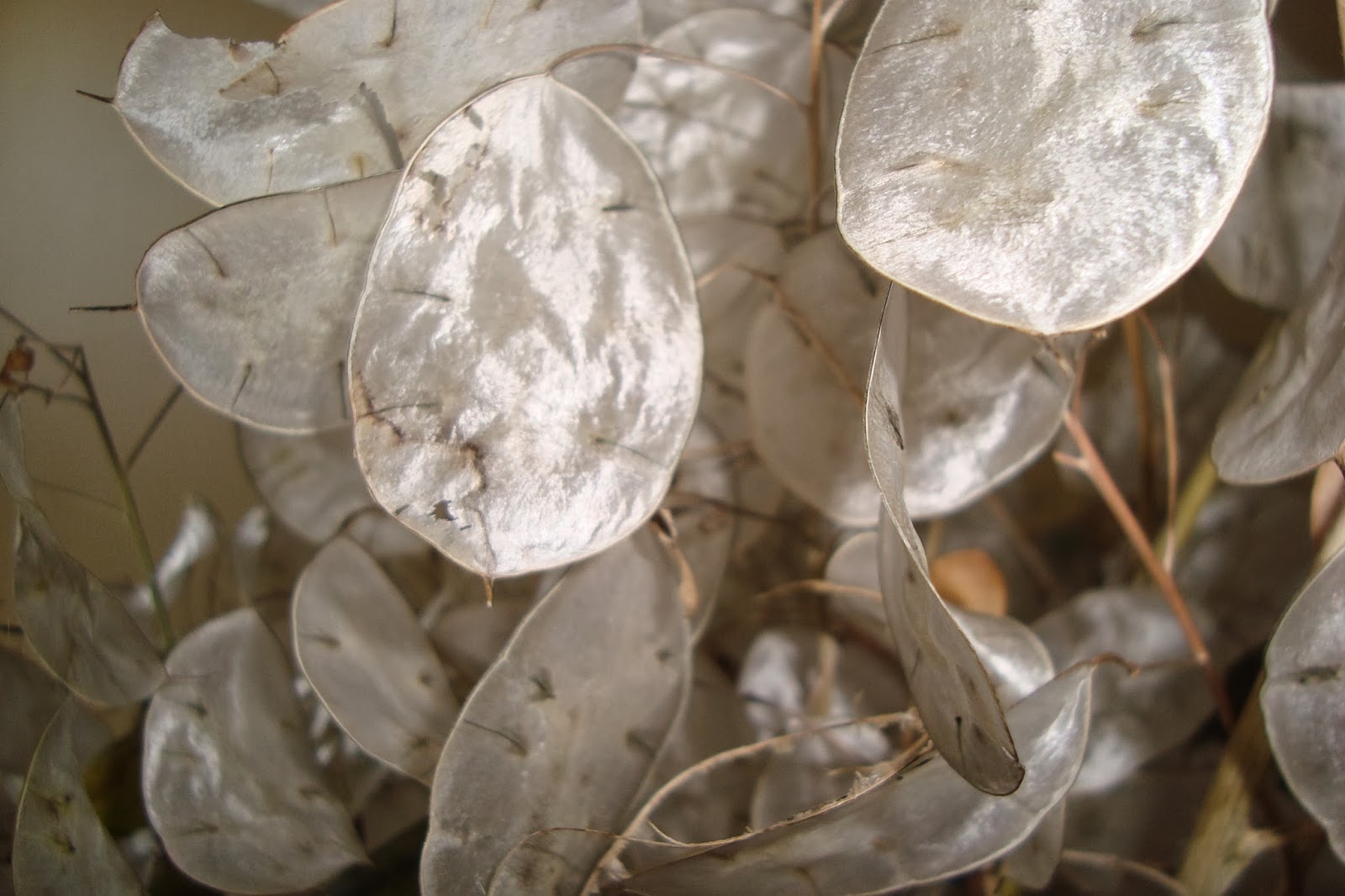 LUNARIA ANNUA ( Flor de nacar ) - El Jardín de Elbe