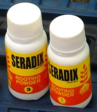 AMALI MINGGU 4 : PEMBIAKAN SECARA KERATAN BATANG