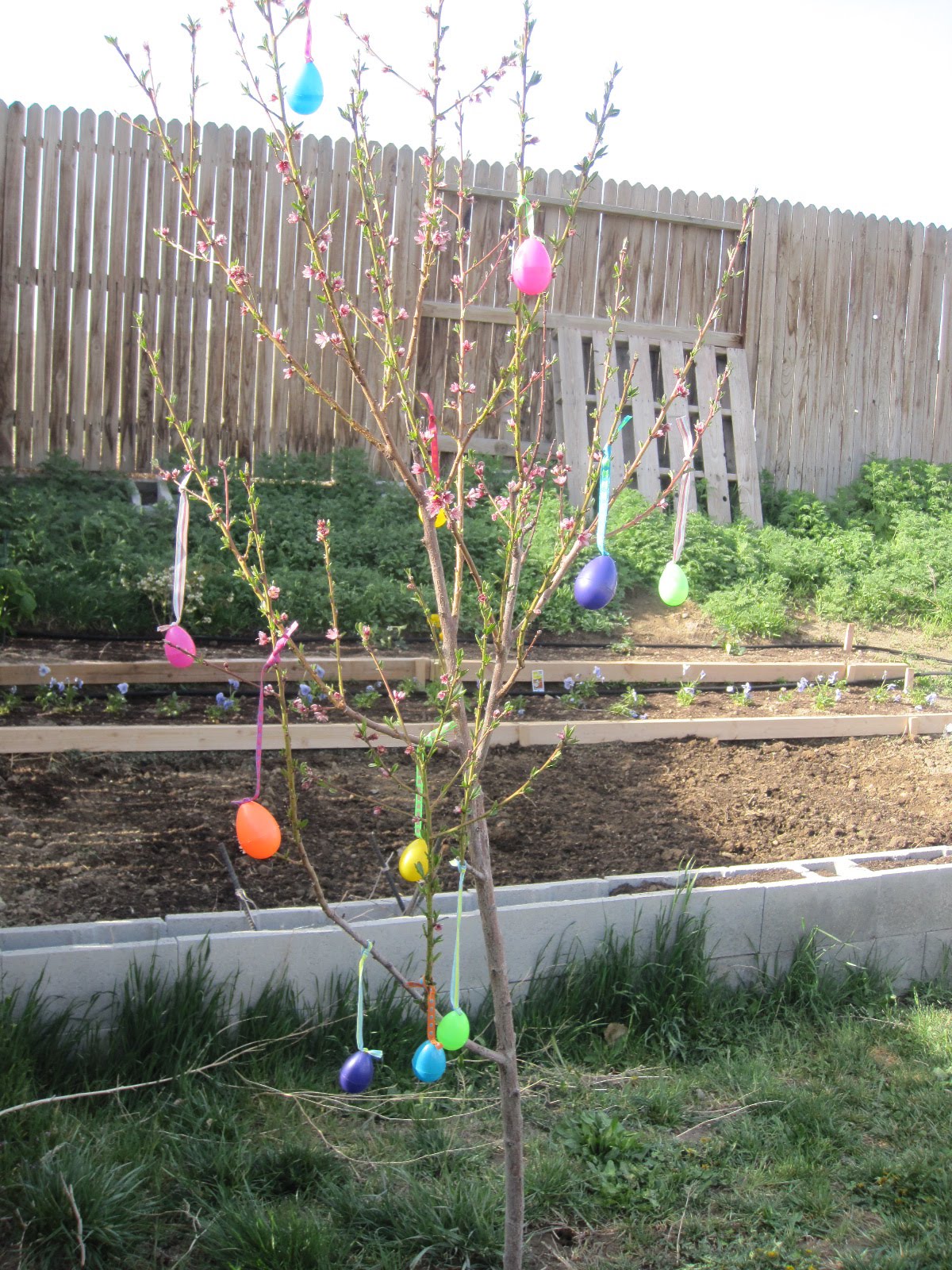 {La-de-la-de-da}: Our egg trees and an unlikely enemy