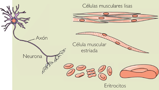 DE LAS CELULAS MUSCULARES
