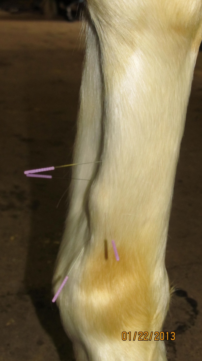 Splint examples; treatment with acupuncture