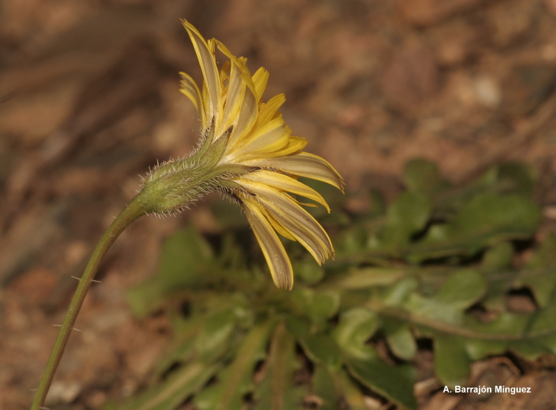 Naturaleza Viva: Leontodon saxatilis Lam. Fam: Asteraceae