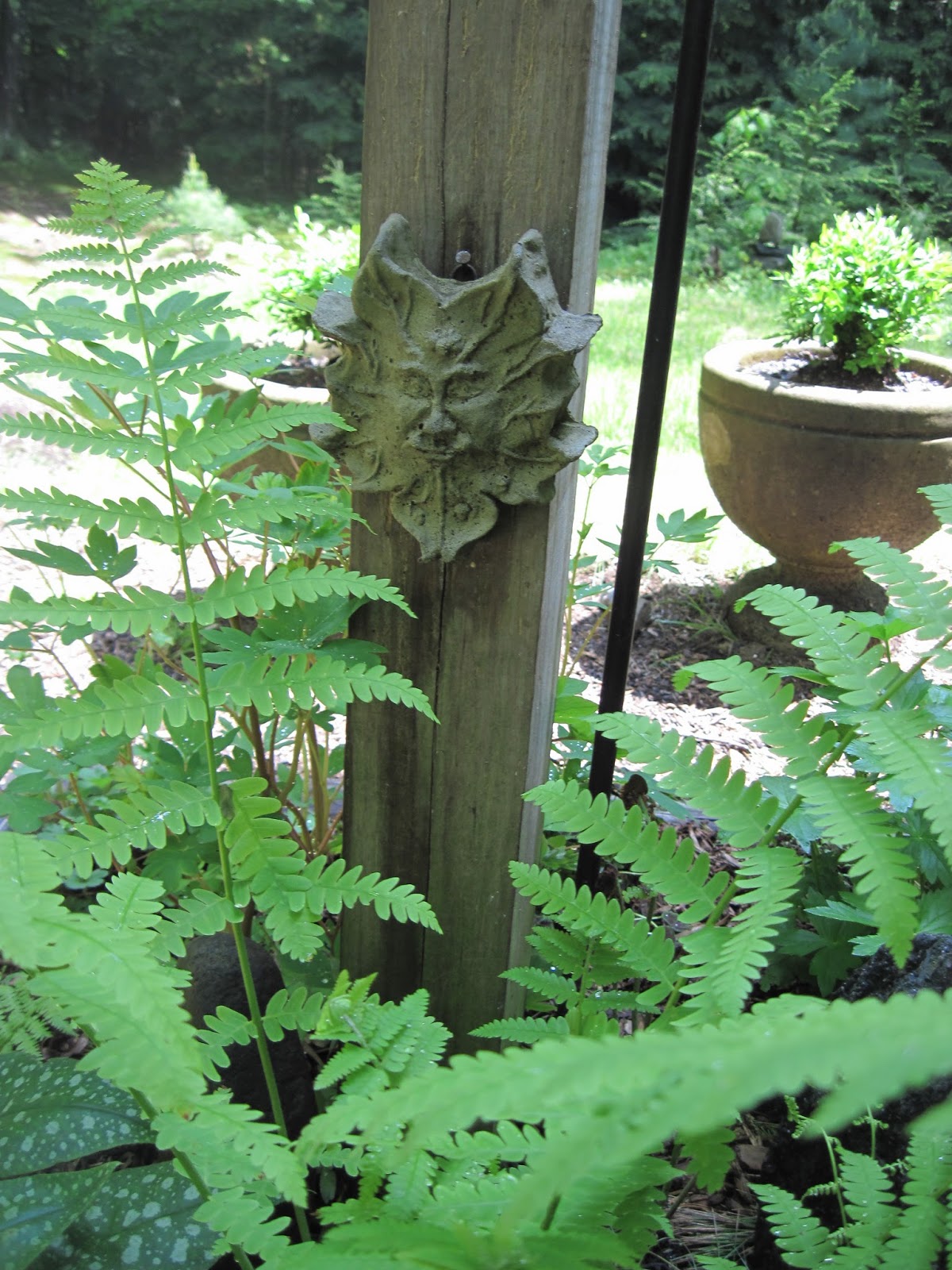 RavenWood Forest: Visiting Stones, A Woodland Medicine Garden, and ...