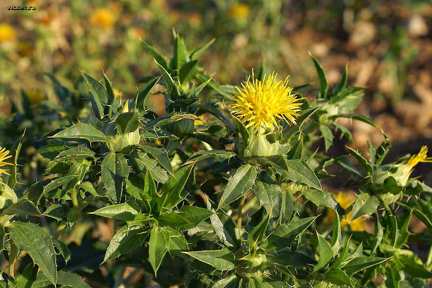 Las flores silvestres de Hormaza: Carthamus tinctorius