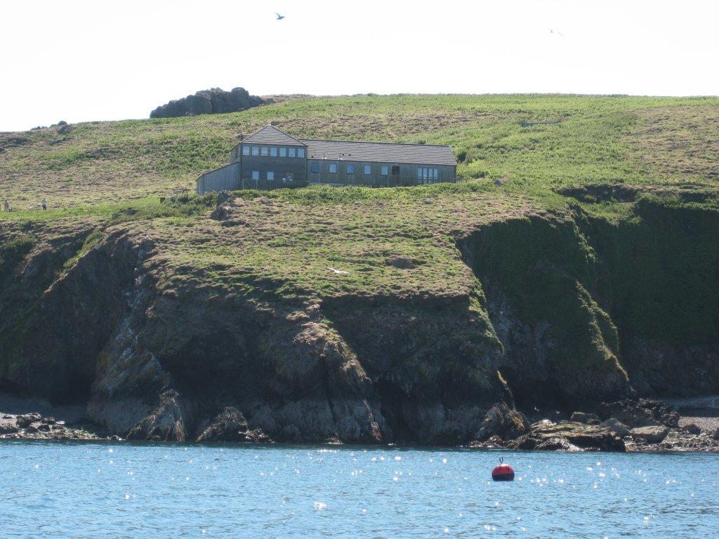 Stanford Ringing Group Blog: Skomer Island Trip