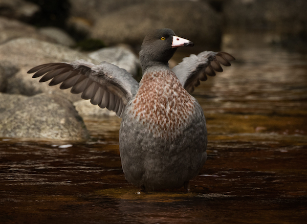 Pol's Nature Photography: New Zealand blue duck