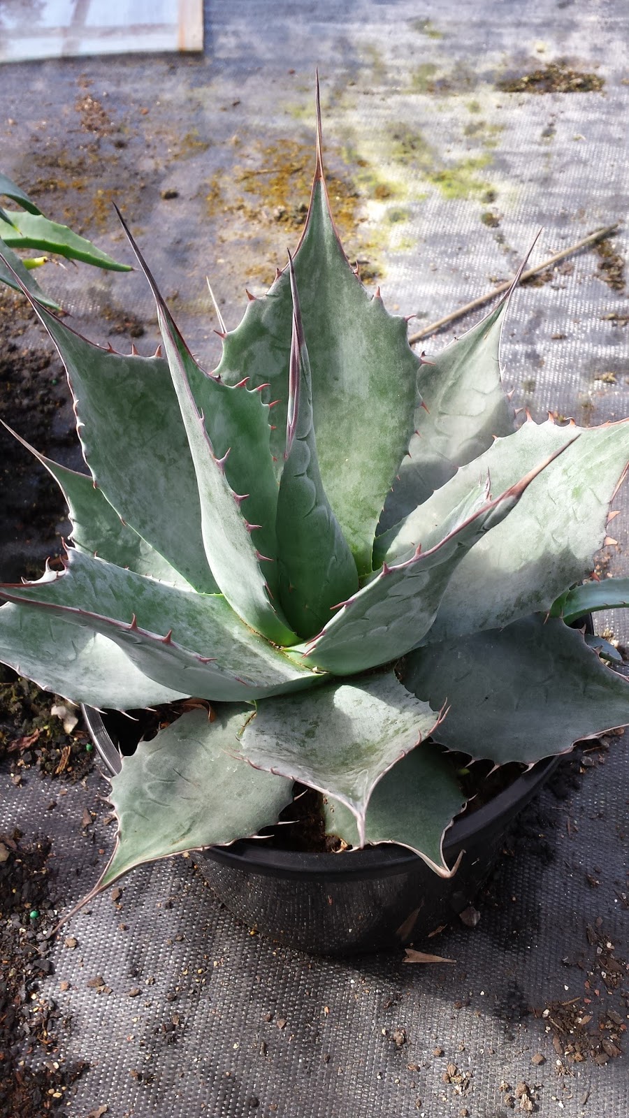 All Things Green: Ornamental Agaves