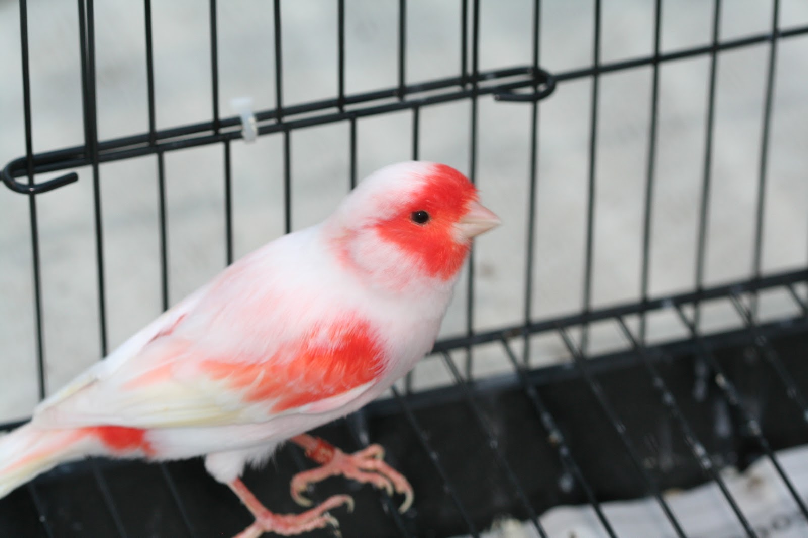 Silva's Birds: Color Canaries 1