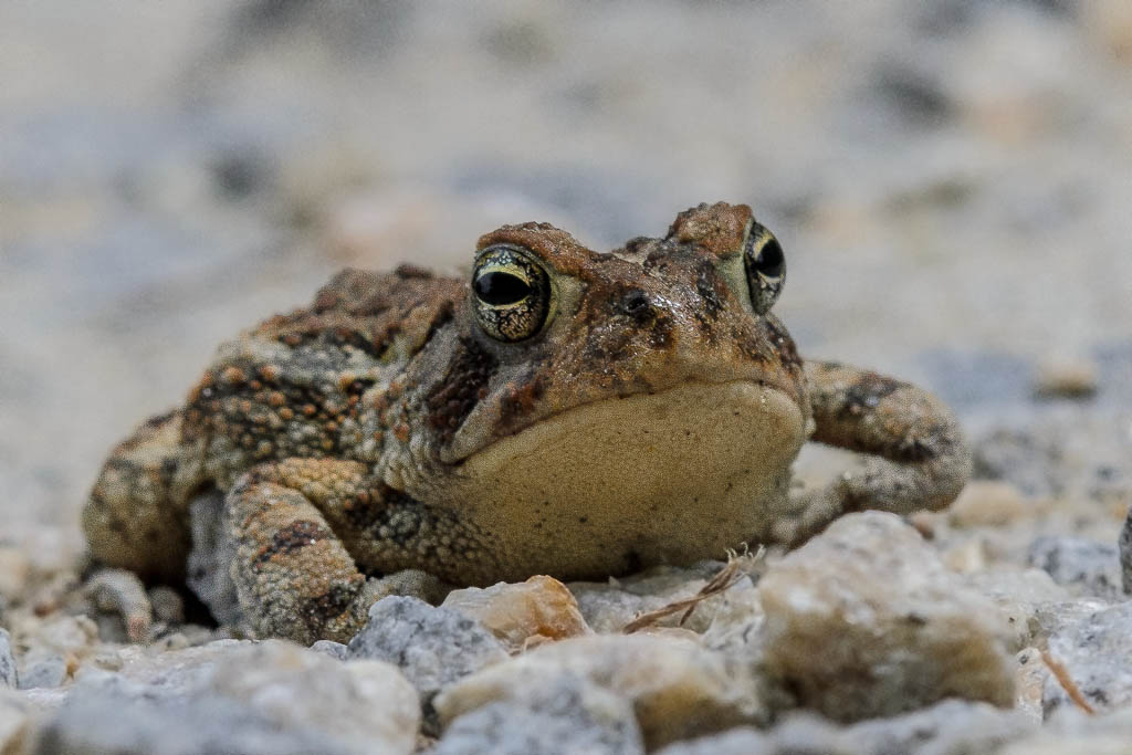 Fowler's Toad