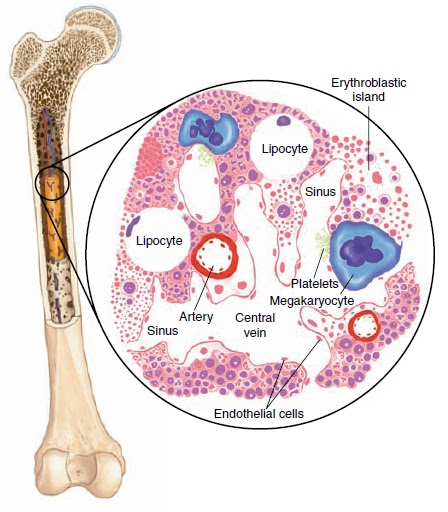 Bone Marrow & Myeloid:Erythroid Ratio ~ Hematology Lectures