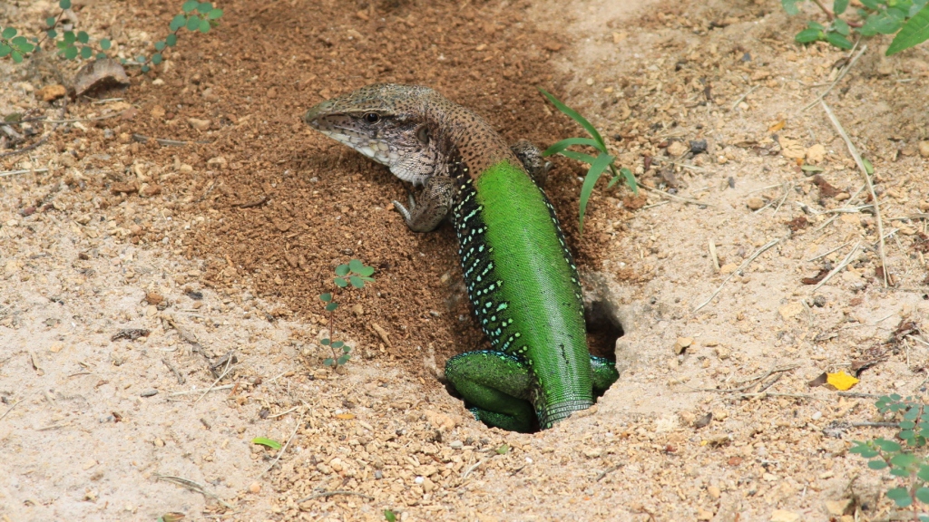 Bonito - MS / BRASIL: lagarto verde jardim (ameiva ameiva) / Bonito - MS