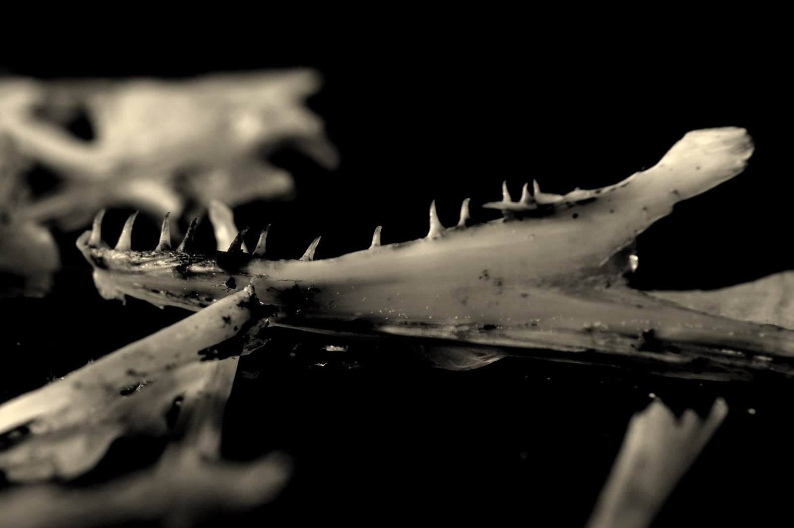 The Aquaculturists: 13/12/2017: Rich pickings from cod bones