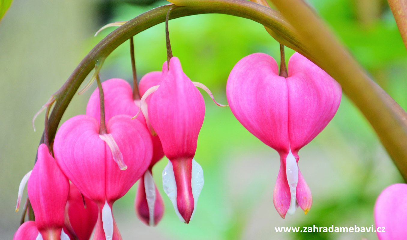 ZAHRADA MĚ BAVÍ : Jednoduše nádherná srdcovka nádherná