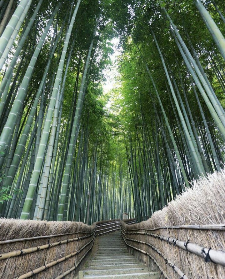 [JALAN JEPUN] : MACAM DALAM MIMPI (Arashiyama Bamboo Forest ...