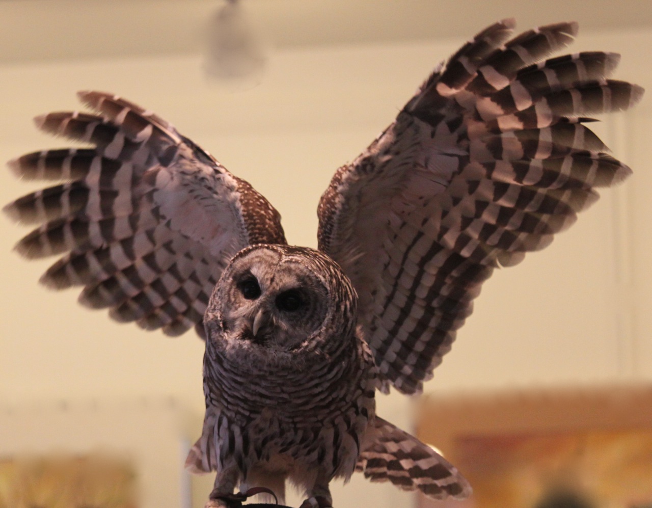 Most Beautiful Pictures: Top 10 Most Beautiful Owl's.