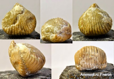 Variety of Life: Rhynchonellida