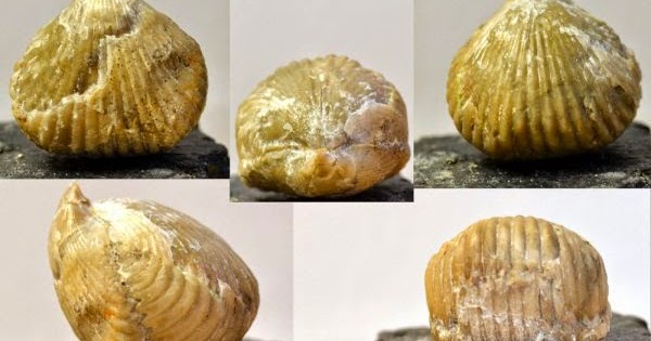 Variety of Life: Rhynchonellida