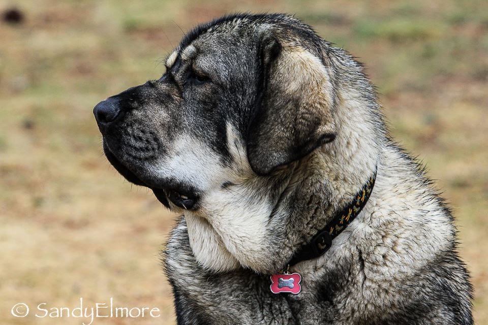 LIVESTOCK GUARDIAN DOG BLOG: Learn to Discern Quality and Health in ...