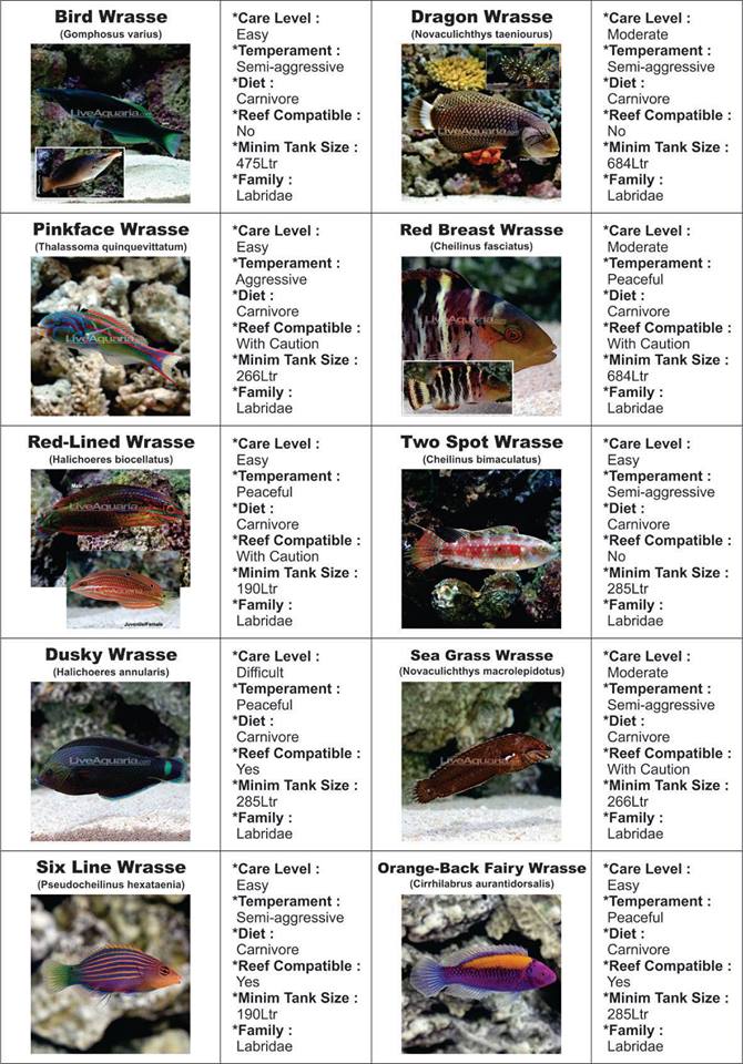 hardy boy: Coral Reef Fish Names