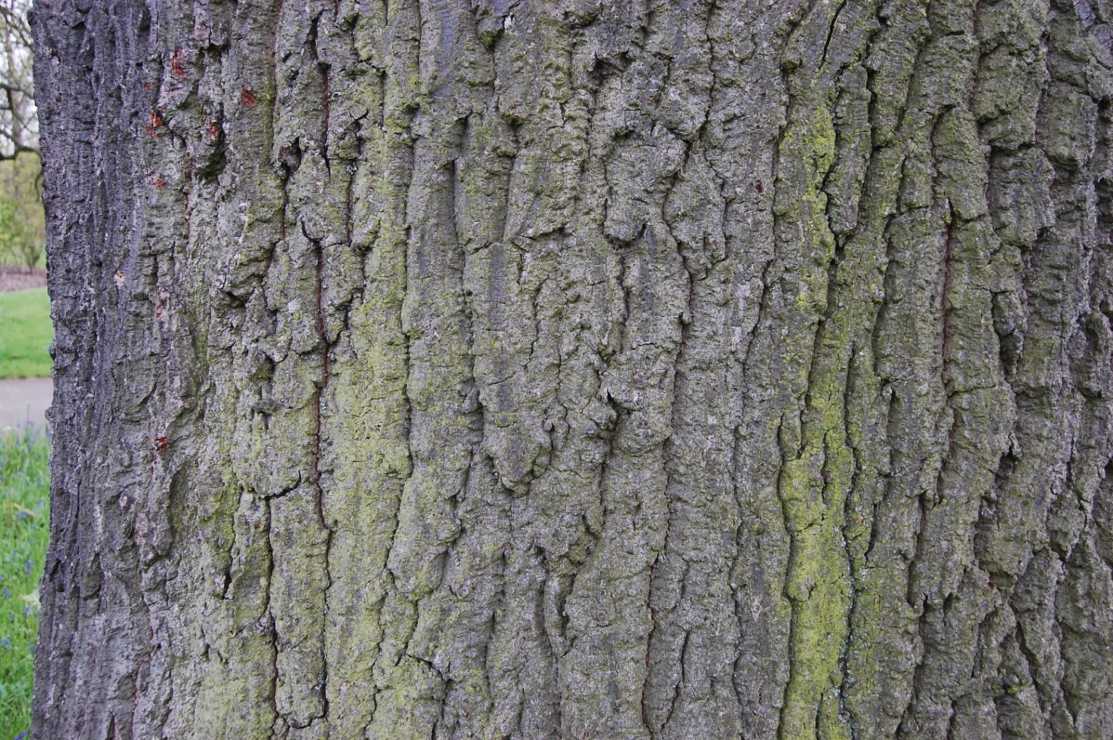 Trees Planet: Quercus cerris - Turkey Oak