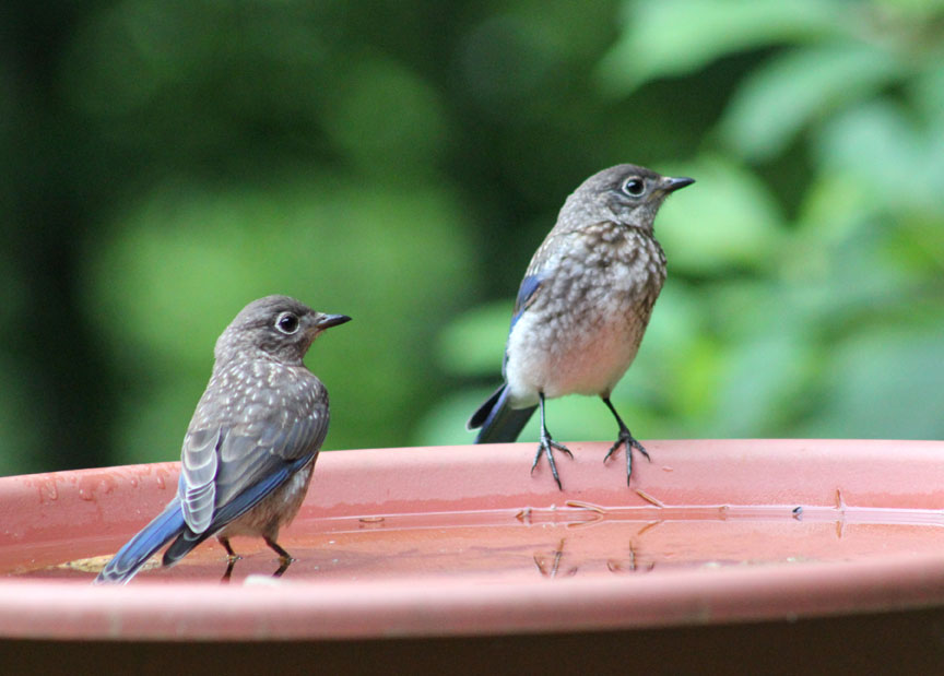 Vickie Henderson Art: Bluebird Nestlings Fledge