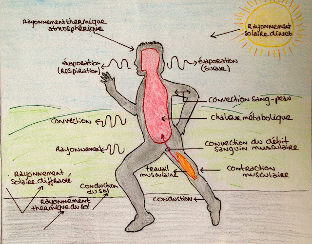 Il Faut Que Tu Transpires: Production et transfère de la chaleur