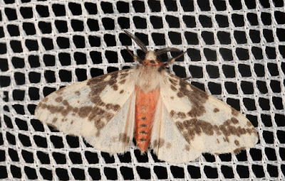 BunyipCo: National Moth Week